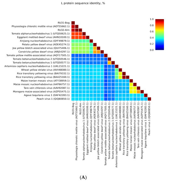 Genomes of Alphanucleorhabdovirus Physostegiae Isolates from Two ...