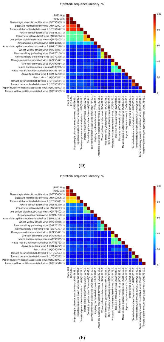 Genomes of Alphanucleorhabdovirus Physostegiae Isolates from Two ...
