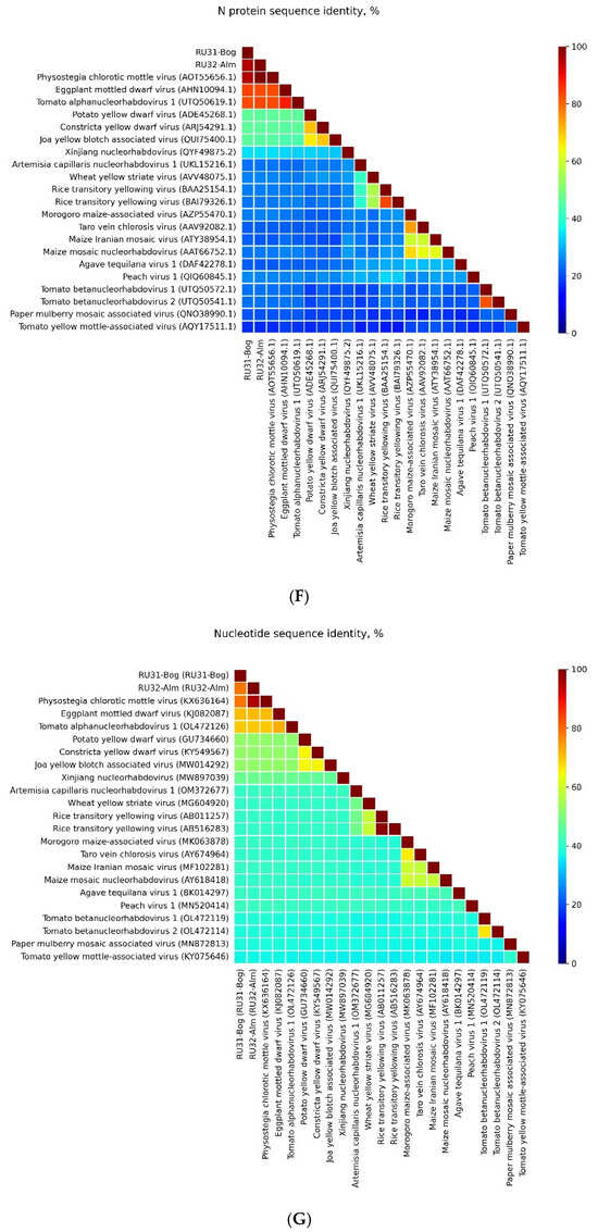 Genomes of Alphanucleorhabdovirus Physostegiae Isolates from Two ...