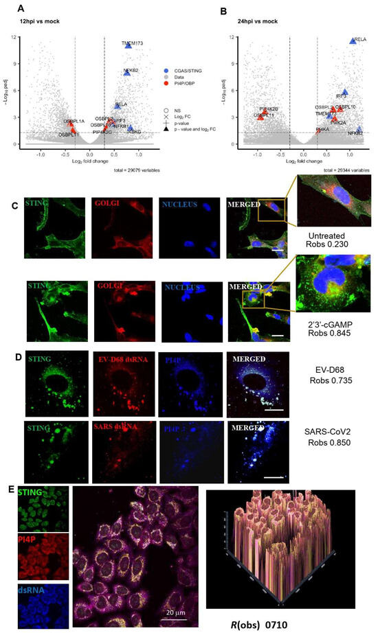 STING Orchestrates EV-D68 Replication and Immunometabolism within Viral ...