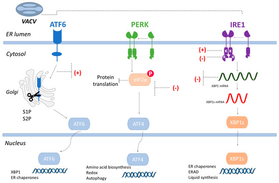 Viral Infections and Their Ability to Modulate Endoplasmic Reticulum ...