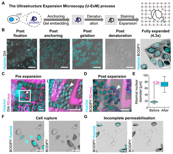 Expanding Insights: Harnessing Expansion Microscopy for Super ...