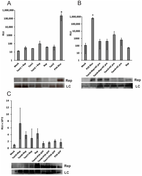 The Replicase Protein of Potato Virus X Is Able to Recognize and Trans ...