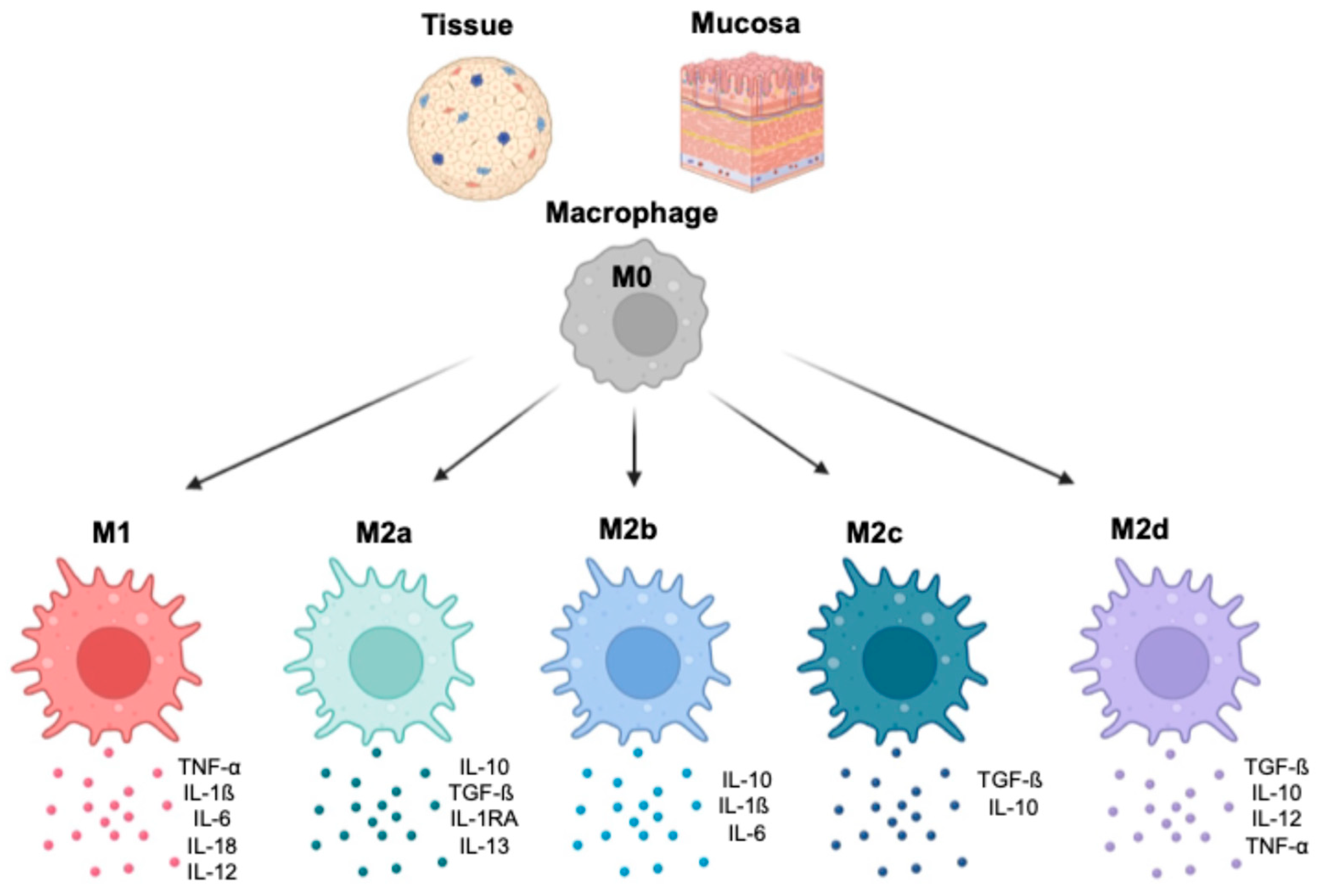 Monocyte and Macrophage Functions in Oncogenic Viral Infections