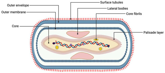 Mpox and Lessons Learned in the Light of the Recent Outbreak: A ...