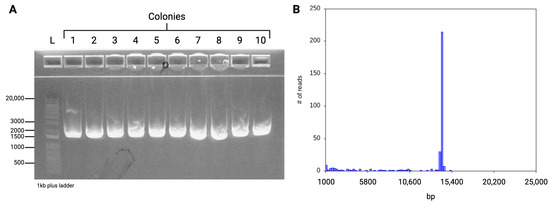 Leveraging Synthetic Virology for the Rapid Engineering of Vesicular ...