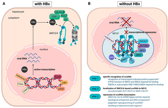 SMC5/6-Mediated Transcriptional Regulation of Hepatitis B Virus and Its ...