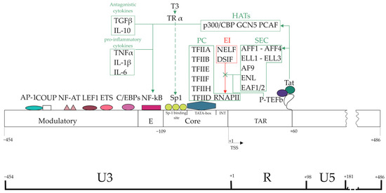 Involvement of Human Cellular Proteins and Structures in Realization of ...