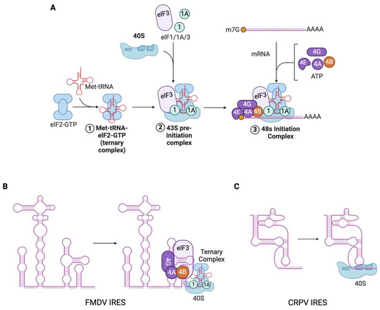 Viral RNA Interactome: The Ultimate Researcher’s Guide to RNA–Protein ...