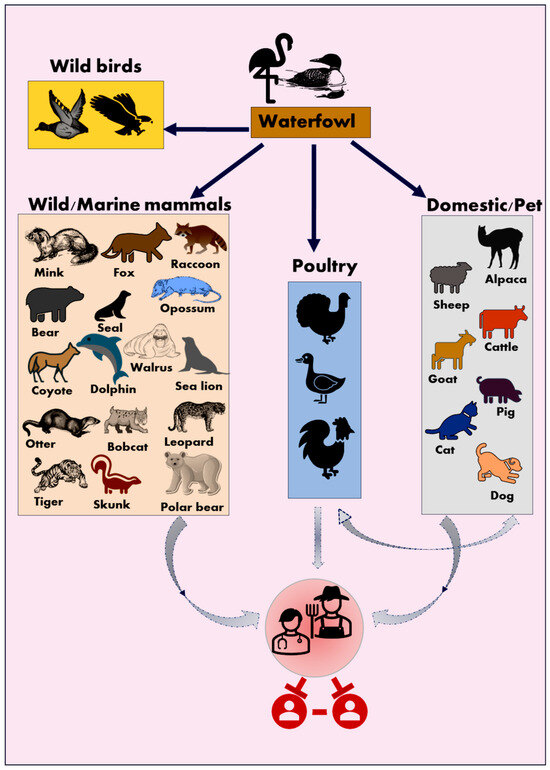Emerging Threats of Highly Pathogenic Avian Influenza A (H5N1) in US ...