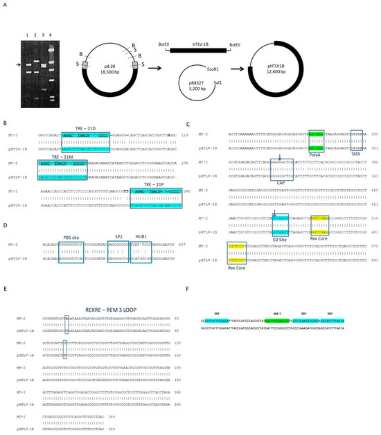 Characterization of HTLV-1 Infectious Molecular Clone Isolated from ...
