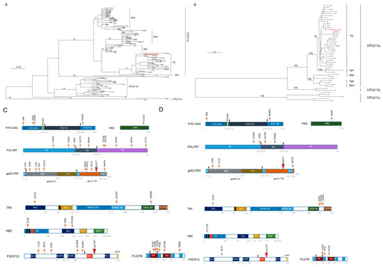 Characterization of HTLV-1 Infectious Molecular Clone Isolated from ...