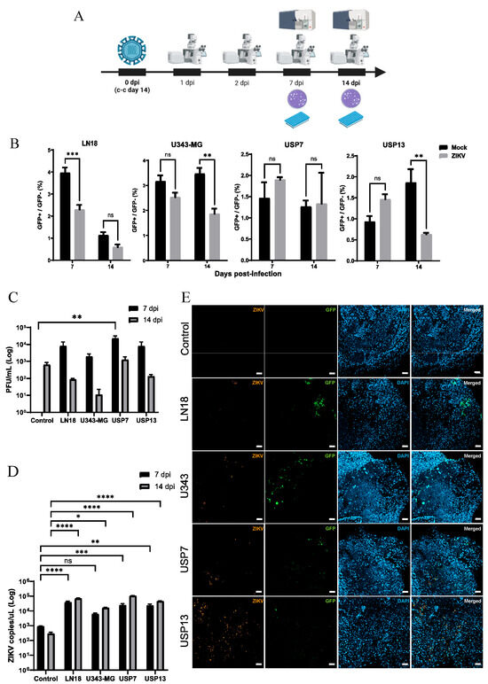 Differential Replication and Oncolytic Effects of Zika Virus in ...