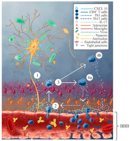The Immune Escape Strategy of Rabies Virus and Its Pathogenicity Mechanisms