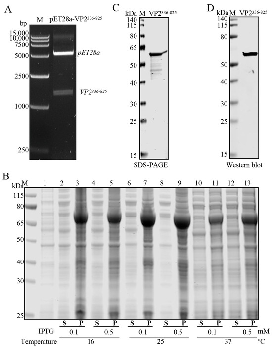 Identification and Characterization of Linear Epitopes of Monoclonal ...