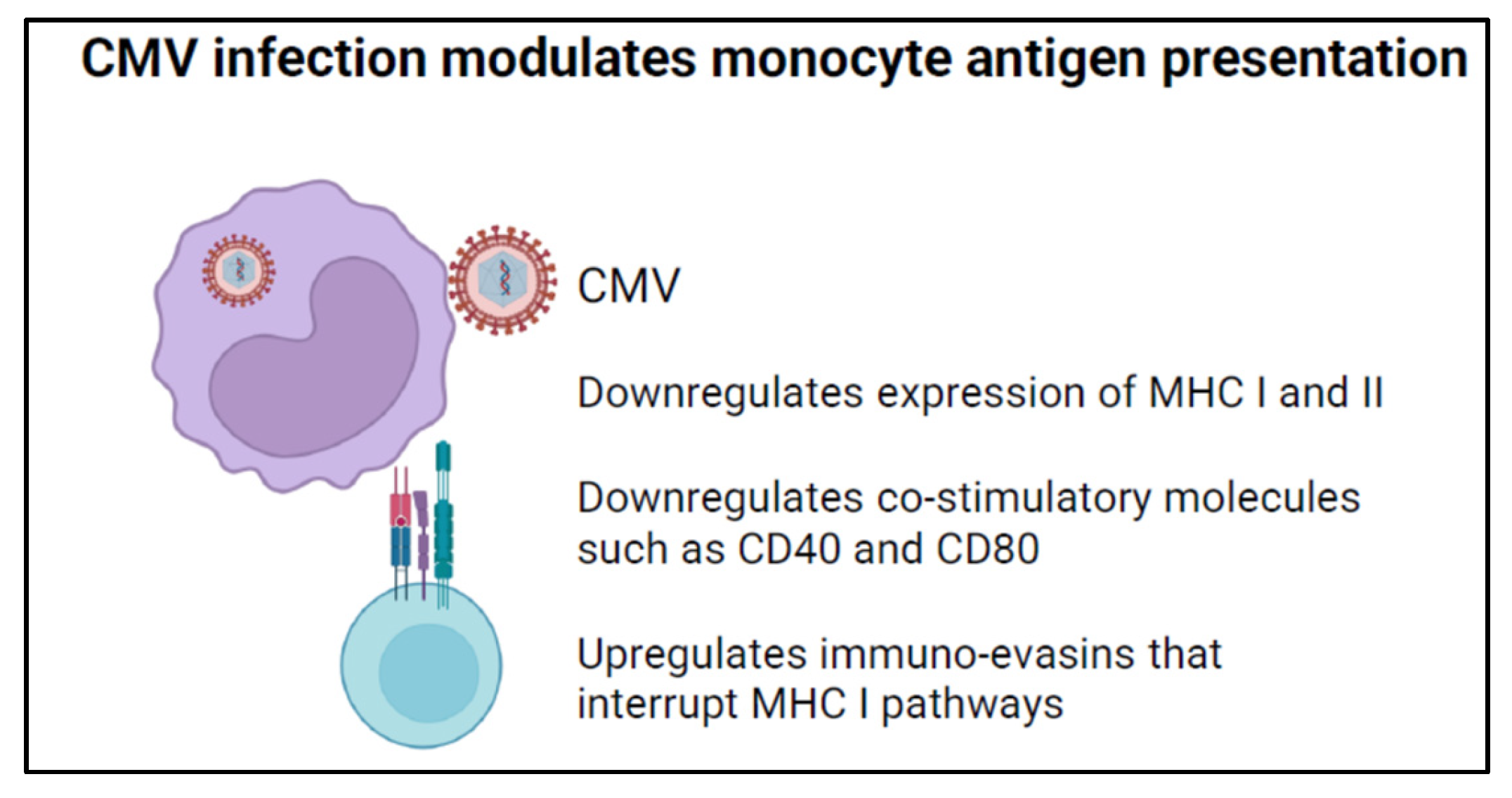 Modulation of Monocyte Effector Functions and Gene Expression by Human Cytomegalovirus Infection