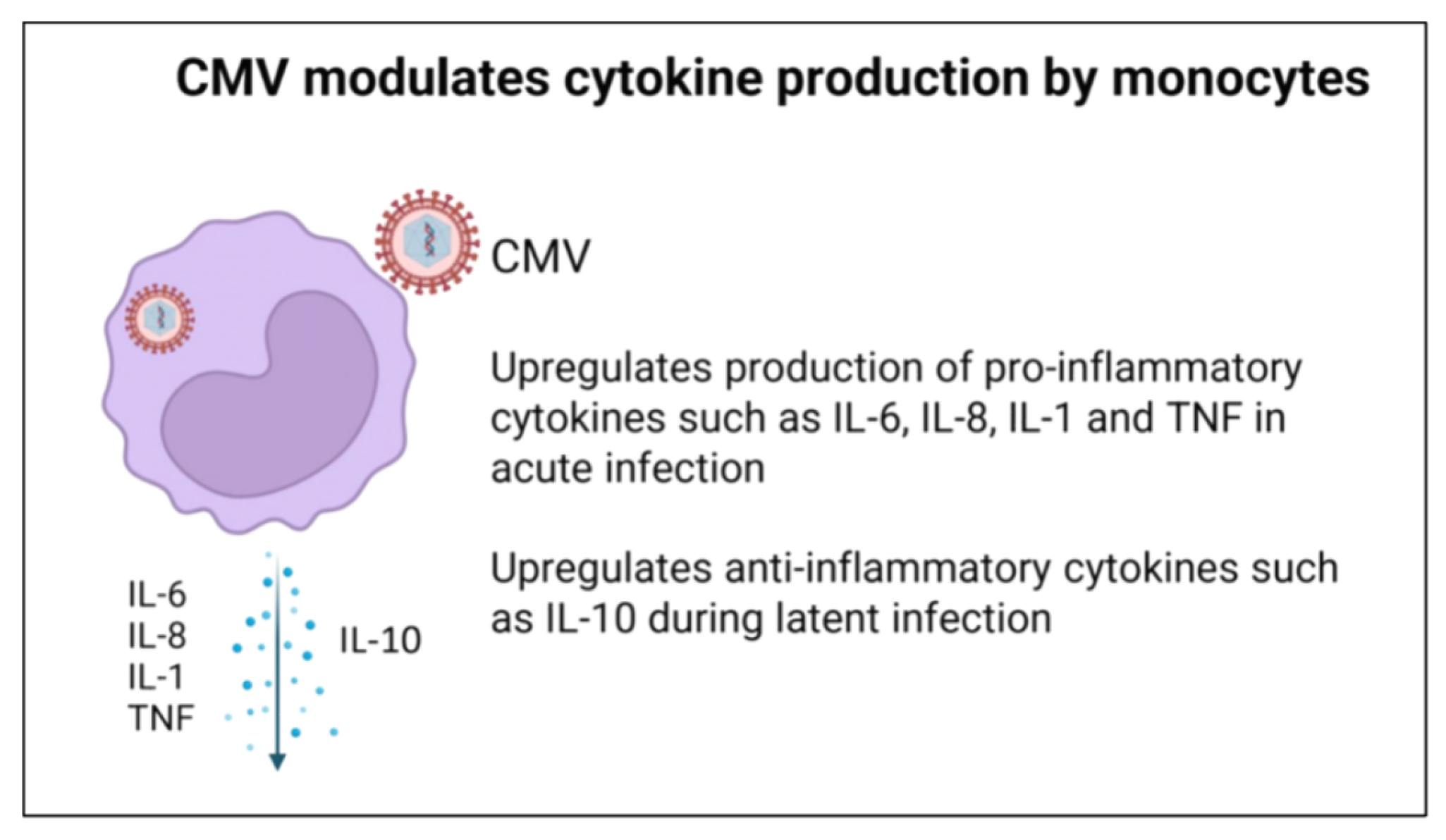 Modulation of Monocyte Effector Functions and Gene Expression by Human ...