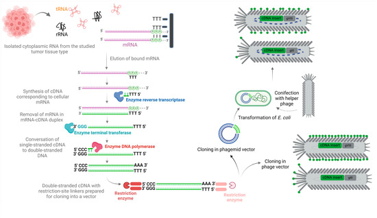 Preparation of Phage Display cDNA Libraries for Identifying Immunogenic ...