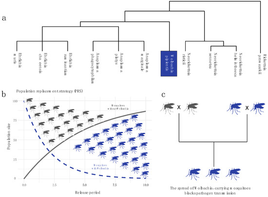 Wolbachia-Based Approaches to Controlling Mosquito-Borne Viral Threats: Innovations, AI ...