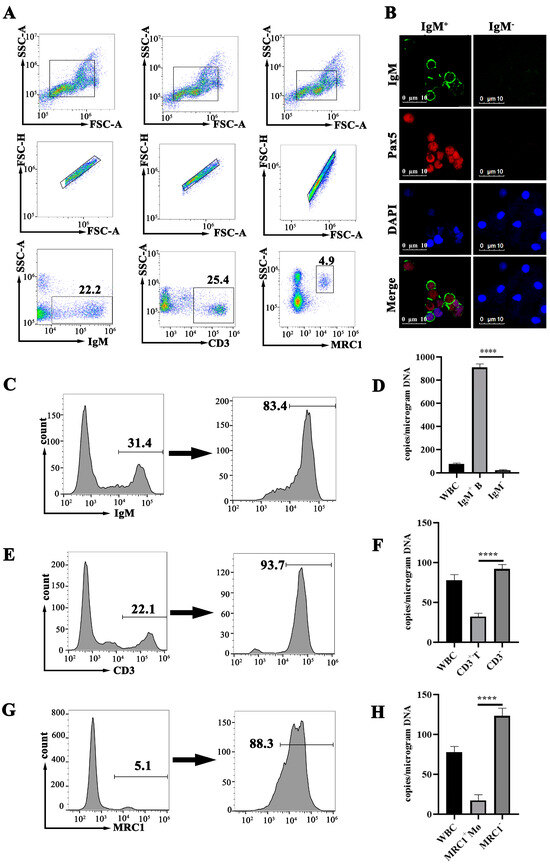Peripheral B Lymphocyte Serves as a Reservoir for the Persistently ...