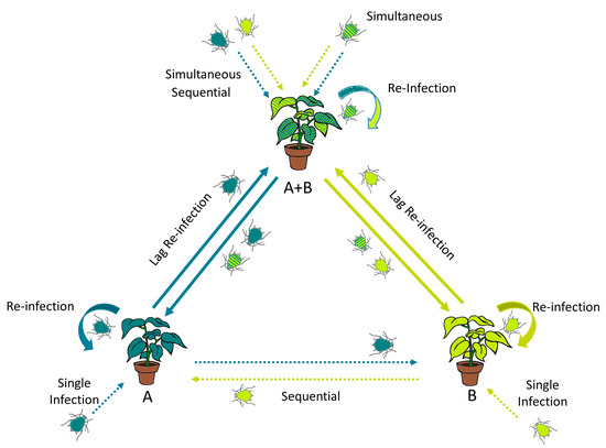 The Temporal Order of Mixed Viral Infections Matters: Common Events ...