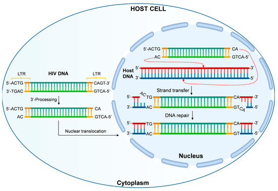 Viral Oncogenesis: Synergistic Role of Genome Integration and Persistence