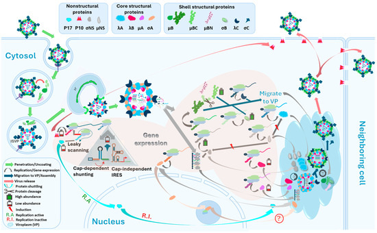 Avian Reovirus: From Molecular Biology to Pathogenesis and Control