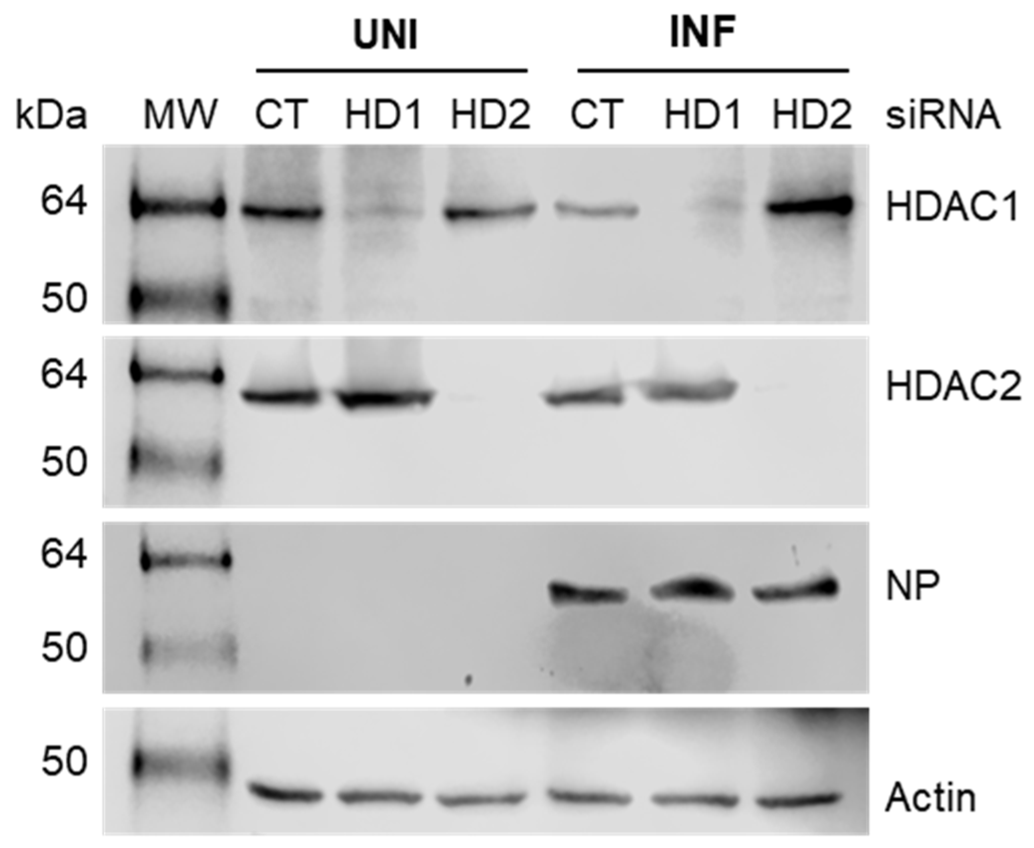 HDAC1 and HDAC2 Are Involved in Influenza A Virus-Induced Nuclear ...