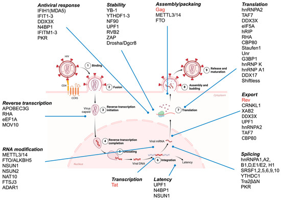 Host RNA-Binding Proteins as Regulators of HIV-1 Replication