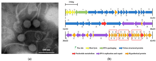 Synthesis of Headful Packaging Phages Through Yeast Transformation ...