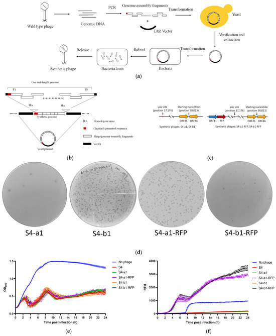 Synthesis of Headful Packaging Phages Through Yeast Transformation ...