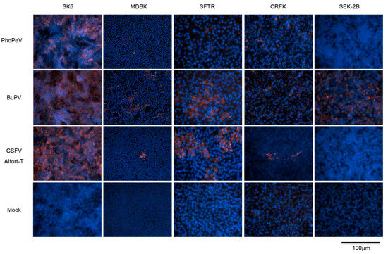 Characterization of the First Marine Pestivirus, Phocoena Pestivirus ...