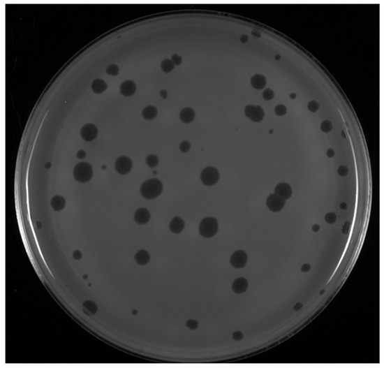 Expanding the Diversity of Actinobacterial Tectiviridae: A Novel Genus ...