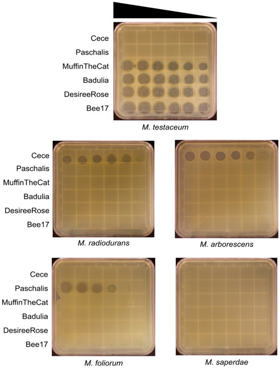 Expanding the Diversity of Actinobacterial Tectiviridae: A Novel Genus ...