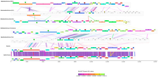 Expanding the Diversity of Actinobacterial Tectiviridae: A Novel Genus ...