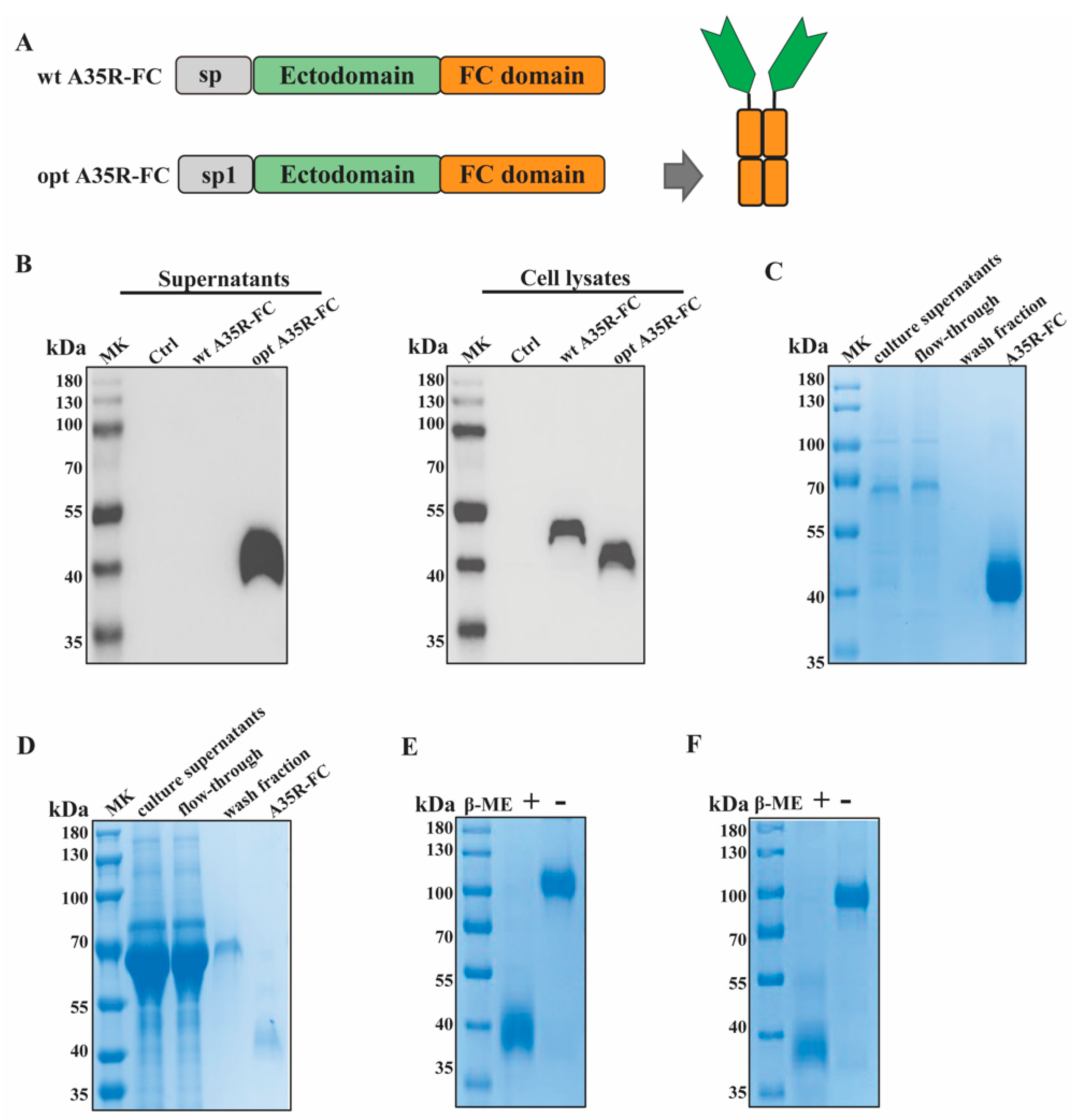 Enhanced Immunogenicity and Affinity with A35R-Fc-Based Chimeric Protein Compared to MPXV A35R ...