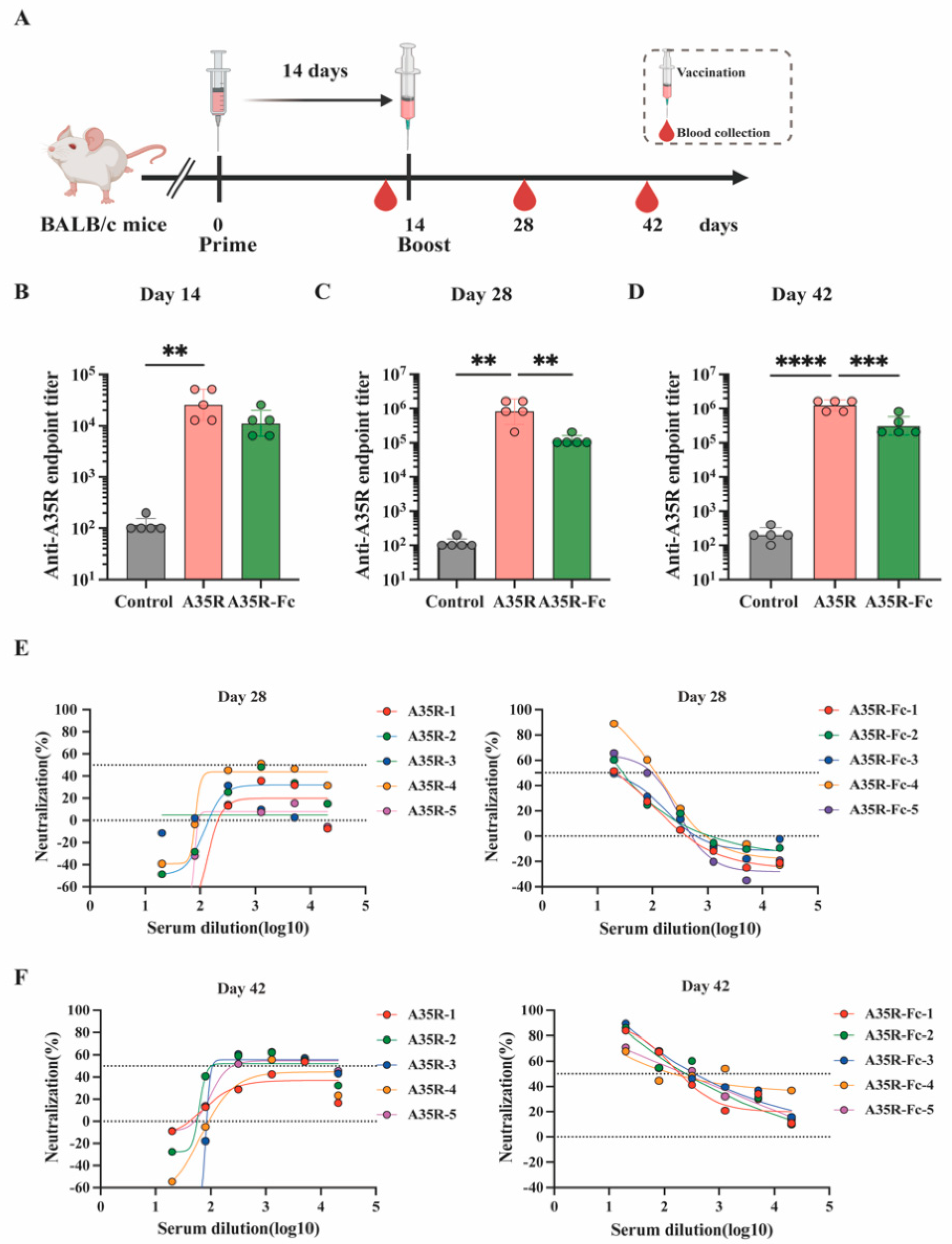 Enhanced Immunogenicity and Affinity with A35R-Fc-Based Chimeric Protein Compared to MPXV A35R ...