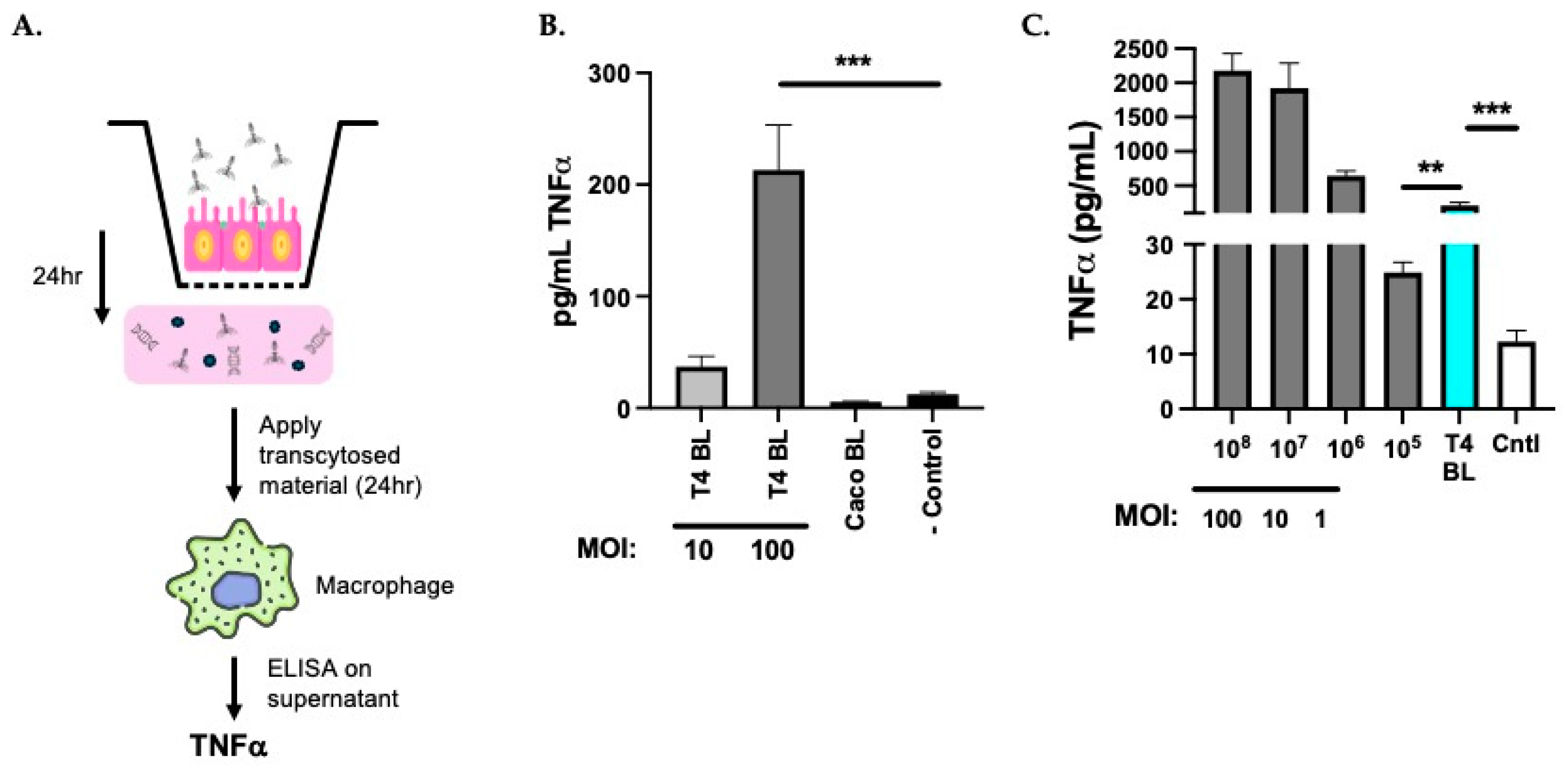 Transcytosis of T4 Bacteriophage Through Intestinal Cells Enhances Its ...