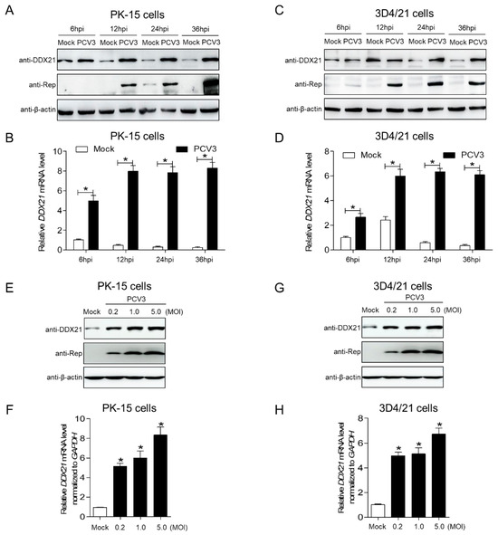 DDX21 Promotes PCV3 Replication by Binding to Cap Protein and ...
