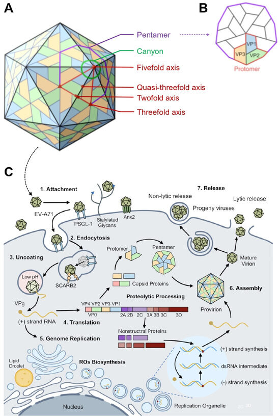 Insight into the Life Cycle of Enterovirus-A71