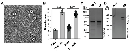 DNA-Binding Activities of KSHV DNA Polymerase Processivity Factor (PF-8 ...