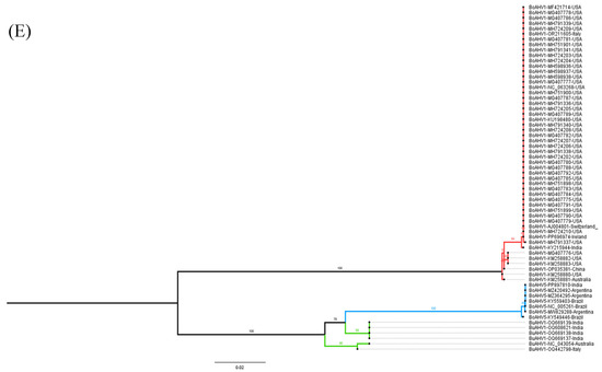 Recombination Between Bubaline Alphaherpesvirus 1 and Bovine ...