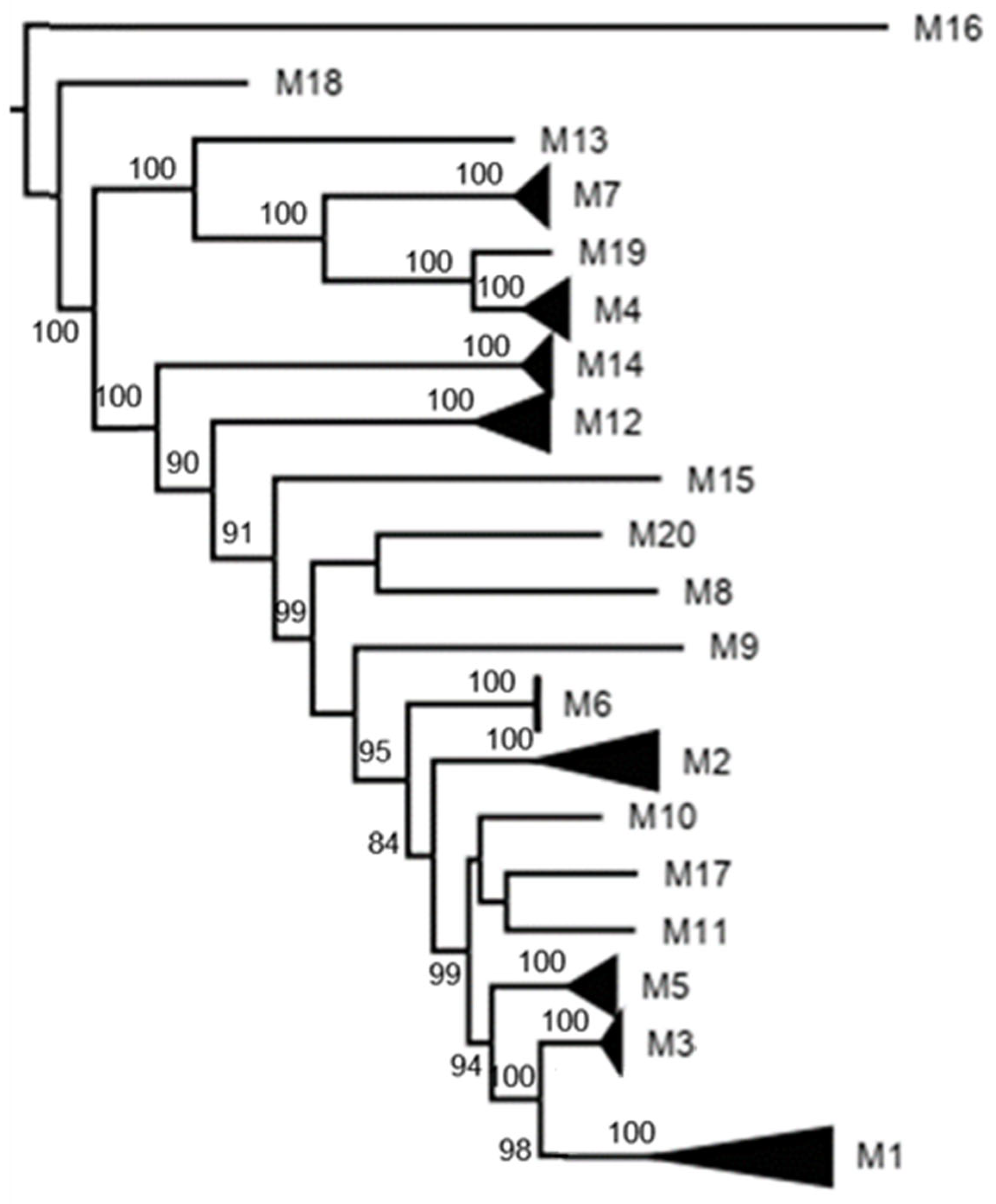 Complete Genome Classification System of Rotavirus ...