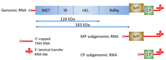 Tobacco Mosaic Virus Movement: From Capsid Disassembly to Transport ...
