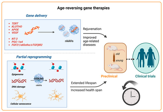 Adeno-Associated Virus Vectors: Principles, Practices, and Prospects in Gene Therapy