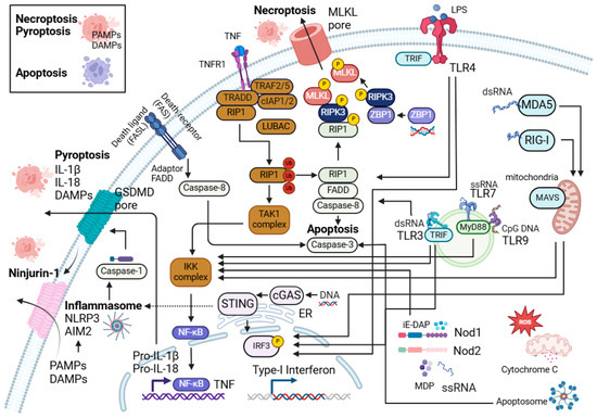 Innate Immune Sensors and Cell Death—Frontiers Coordinating Homeostasis ...
