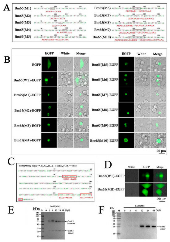 Nuclear Accumulation of Bm65 Aggregate Is Blocked by Mutations in the Nuclear Export Sequence of ...