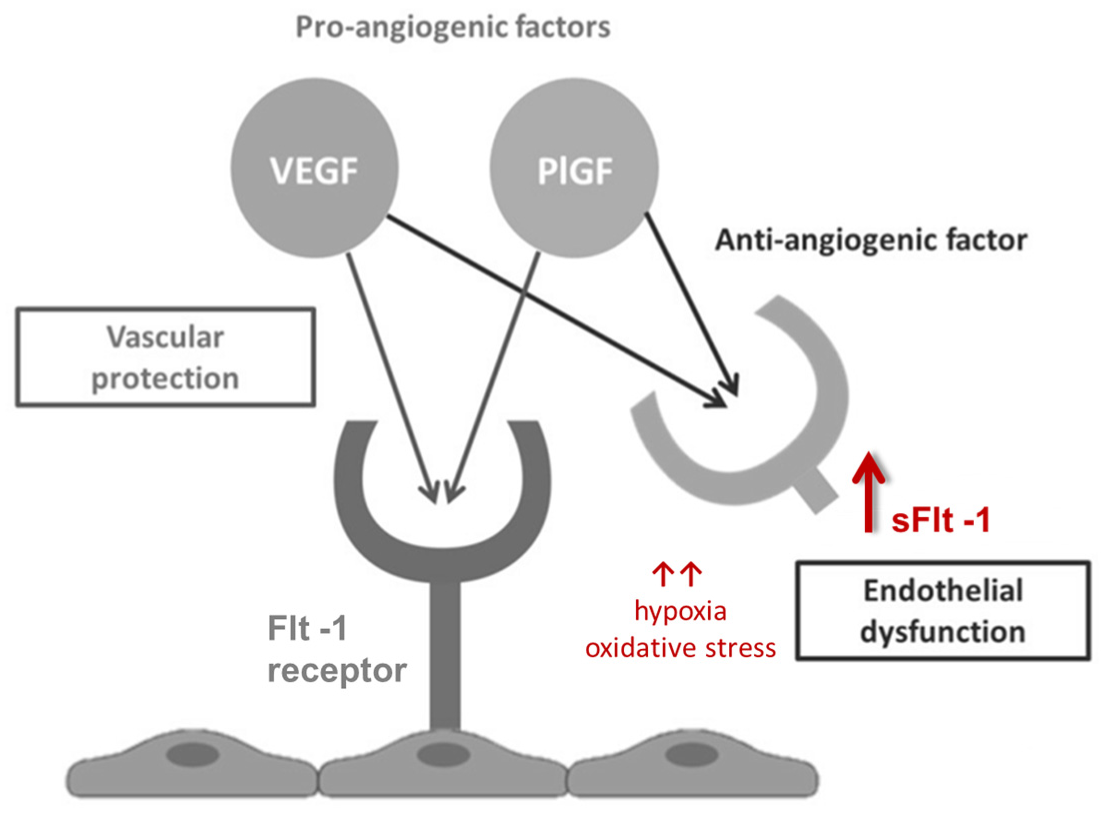 The Angiogenic Markers PlGF and sFlt-1 in Cytomegalovirus Infection ...