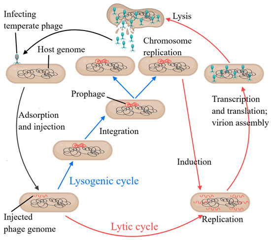 The Role of Quorum Sensing in Phage Lifecycle Decision: A Switch Between Lytic and Lysogenic ...