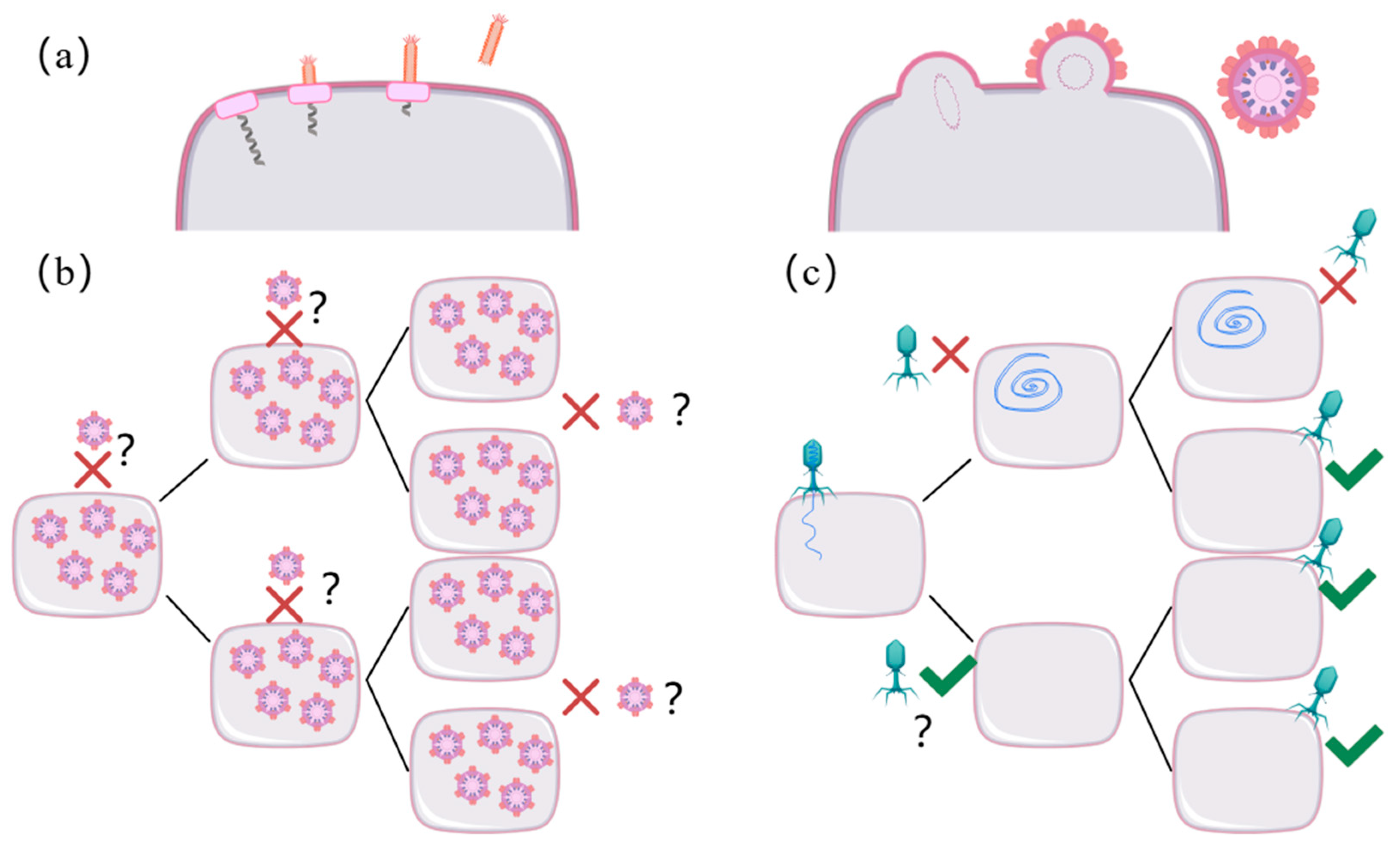 The Role of Quorum Sensing in Phage Lifecycle Decision: A Switch ...